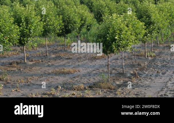 Cherry trees in orchard in mud after flood, 4K agricultural footage ...