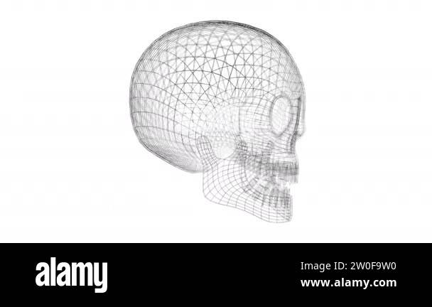 3D 4k wireframe human skull - isolated on white background Stock Video ...