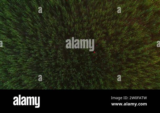 Aerial view of fresh green grass shot from top view,with wind flowing ...