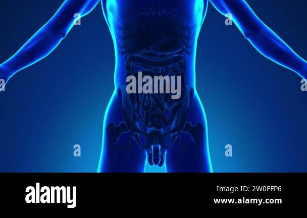 Anatomical Human Appendix Stock Videos And Footage Hd And 4k Video