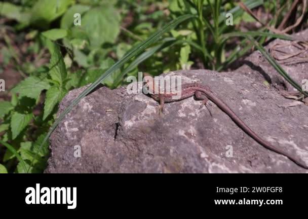 Lizard close up. European green lizard (Lacerta viridis), stone and ...