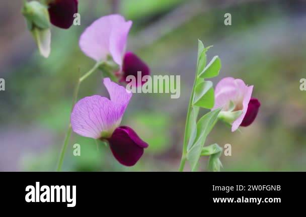 Snow pea flowers Stock Videos & Footage - HD and 4K Video Clips - Alamy
