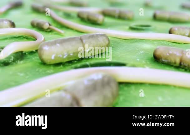 Nematodes anatomy Stock Videos & Footage - HD and 4K Video Clips - Alamy