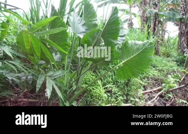 close up Taro leaves (Colocasia esculenta, talas) with natural ...