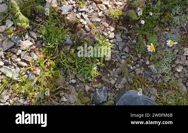 Mouse washing Stock Videos & Footage - HD and 4K Video Clips - Alamy