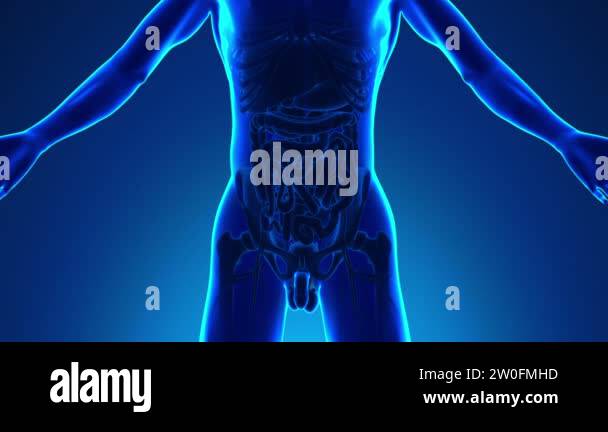 Anatomy of Human Intestine - Medical X-Ray Scan Stock Video Footage - Alamy