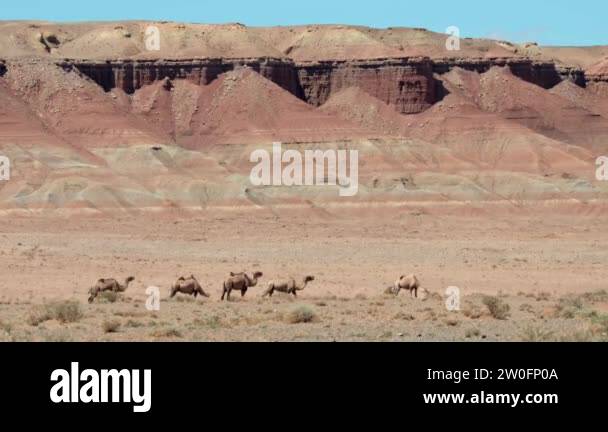 Herd of bactrian camels under red clay cliffs nera mongolian sandy ...