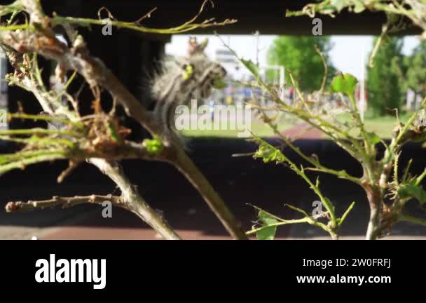 Toxic caterpillar infestation plagues oak trees. Ecological problem ...