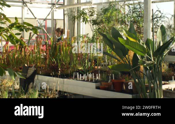 Rare plant collection Stock Videos & Footage - HD and 4K Video Clips ...