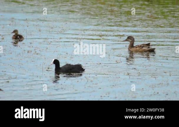 Guard duck Stock Videos & Footage - HD and 4K Video Clips - Alamy