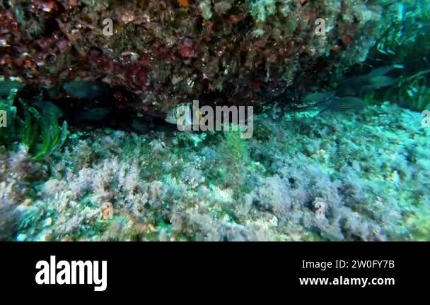 Underwater reef fish Stock Videos & Footage - HD and 4K Video Clips - Alamy