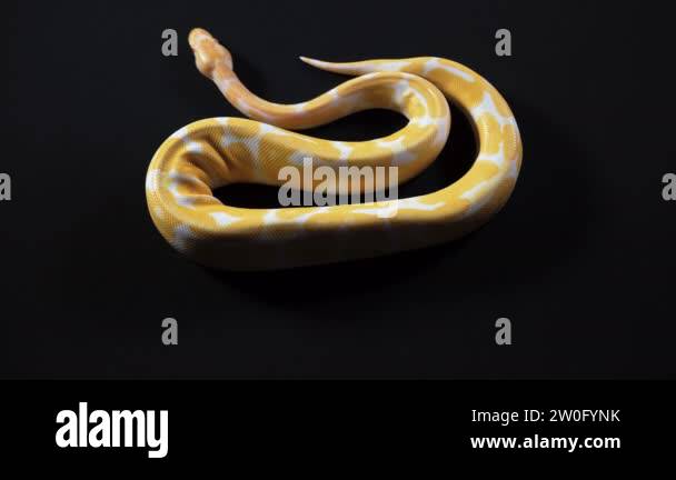 Video of small albino ball phyton on dark texture Stock Video Footage ...