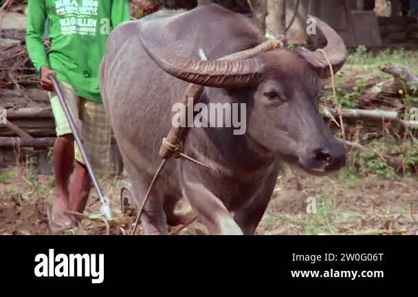 Ox philippines Stock Videos & Footage - HD and 4K Video Clips - Alamy