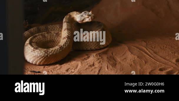 Horned viper snake looking straight forward and opening its mouth. Also ...