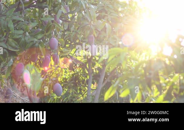 Tree of mangoes Stock Videos & Footage - HD and 4K Video Clips - Alamy