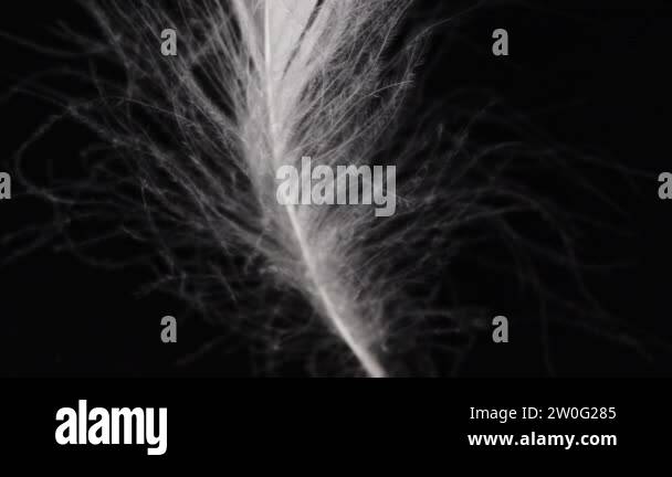 Beautiful detail feather structure Stock Videos & Footage - HD and 4K ...