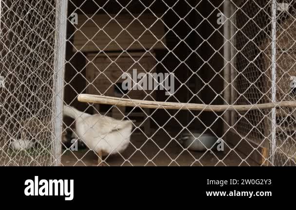 Cage goose Stock Videos & Footage - HD and 4K Video Clips - Alamy