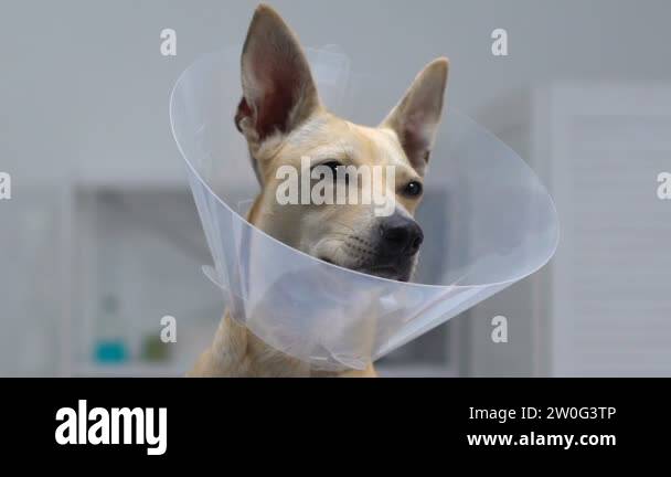Pet operation Stock Videos & Footage - HD and 4K Video Clips - Alamy