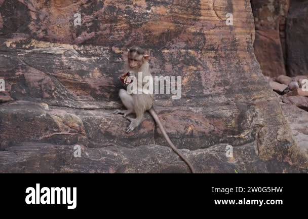 Animal plastic waste pack Stock Videos & Footage - HD and 4K Video ...