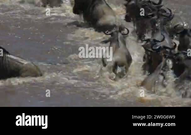 crocodile attacks an adult wildebeest crossing the mara river Stock ...