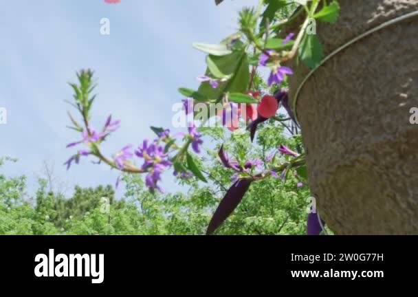 Toronto summer plants Stock Videos & Footage - HD and 4K Video Clips ...