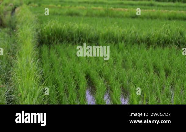 background view new green field healthy rice in summer. business ...