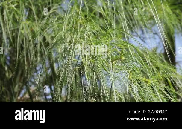 Jerusalem thorn tree Stock Videos & Footage - HD and 4K Video Clips - Alamy