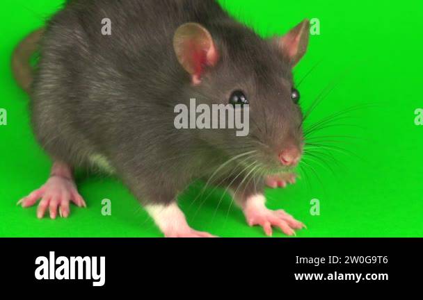 Rat rodent on green screen background Stock Video Footage - Alamy