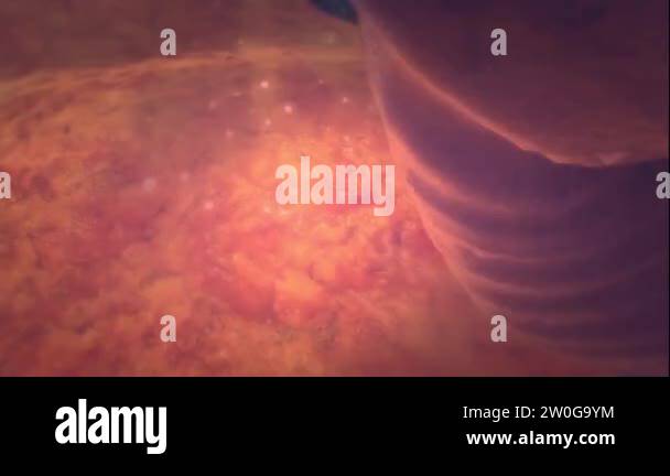 3D Medical Animation of The Digestive System Stock Video Footage - Alamy