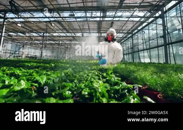 Greenhouse washing Stock Videos & Footage - HD and 4K Video Clips - Alamy