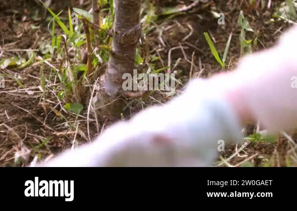Cleaning grass with hoe. Removing weed by hands. Gardening concept ...