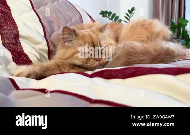 Red bed head Stock Videos & Footage - HD and 4K Video Clips - Alamy