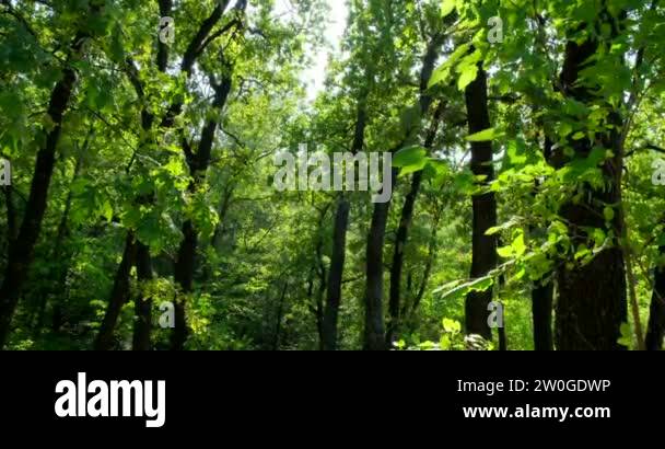 Nature. Walk through forest path, plants around. First person view ...