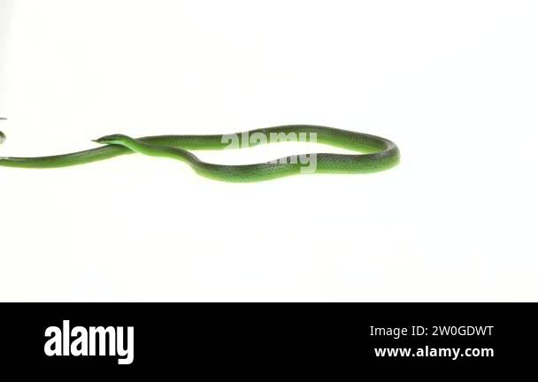 Rhinoceros Ratsnake or Rhynchophis Boulengeri. Also Known as Rhinoceros ...