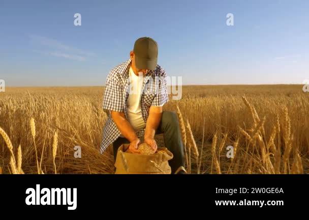 farmer hands pour wheat grains in a bag on a wheat field. Harvesting ...