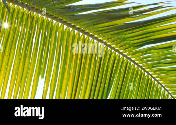 Frond Stock Videos & Footage - HD and 4K Video Clips - Alamy