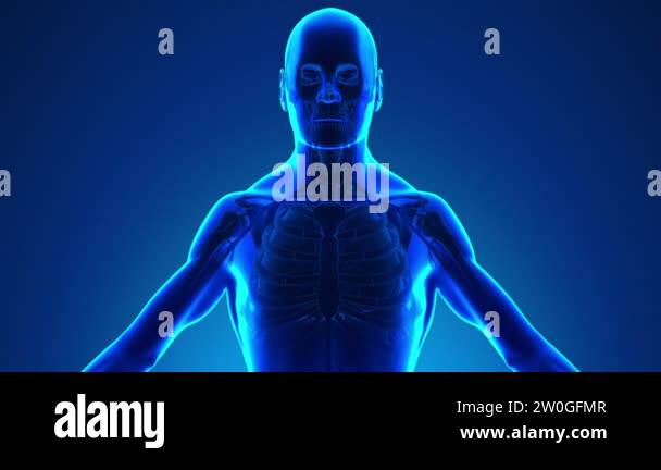 Anatomy of Human Larynx - Medical X-Ray Scan Stock Video Footage - Alamy