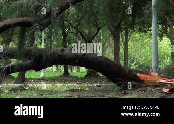 fallen trees and wreckage from Daan park destroyed by Typhoon Soulik ...