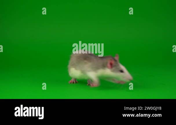 Rat rodent on green screen background Stock Video Footage - Alamy