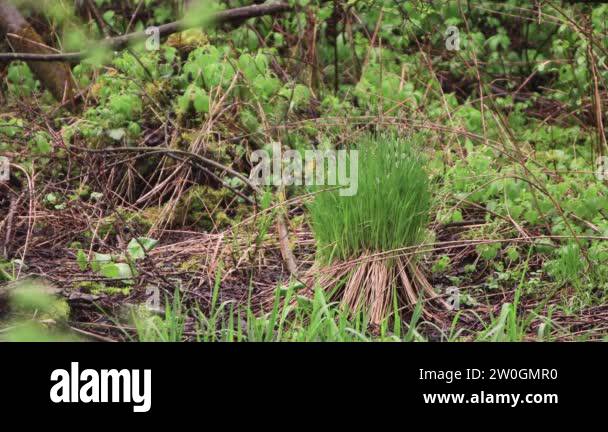 Hummock grass Stock Videos & Footage - HD and 4K Video Clips - Alamy
