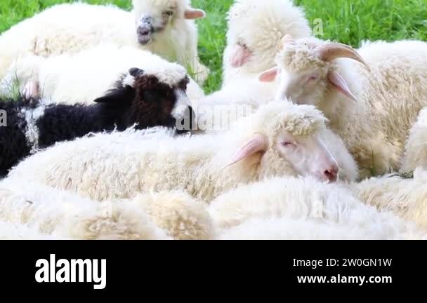 The concept of growing livestock. Milk and sheep wool production. A flock of sheep grazing in a ...