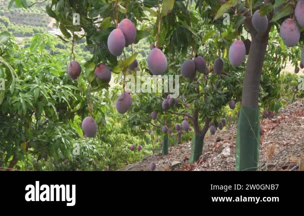 Mangoes hanging in a mango tree in a plantation of fruit trees Stock ...