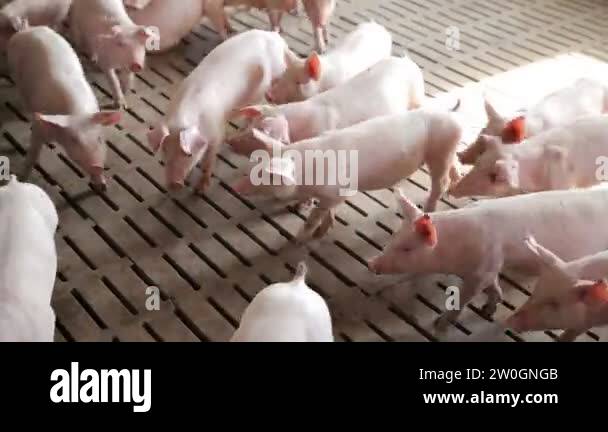 Group of young healthy pigs in a pigpen of farm. The concept: ecology ...