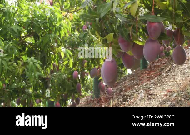 Ripe mangoes hanging in a mango tree in a plantation of fruit trees ...