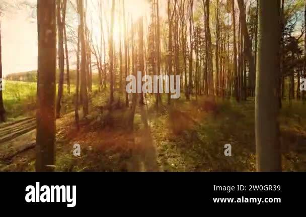 Sunbeam forest Stock Videos & Footage - HD and 4K Video Clips - Alamy