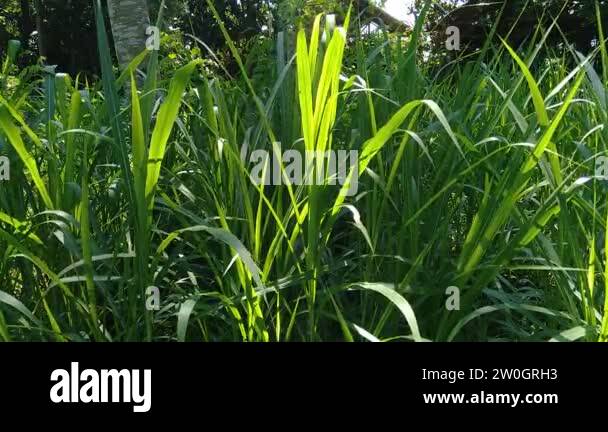 Close up Pennisetum purpureum (Cenchrus purpureus Schumach, Napier ...