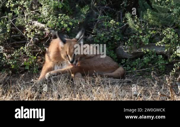Southern caracal Stock Videos & Footage - HD and 4K Video Clips - Alamy