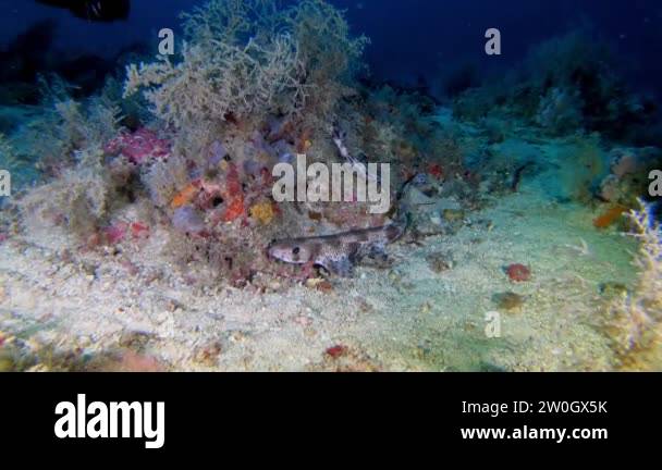 Shaks Stock Videos & Footage - HD and 4K Video Clips - Alamy