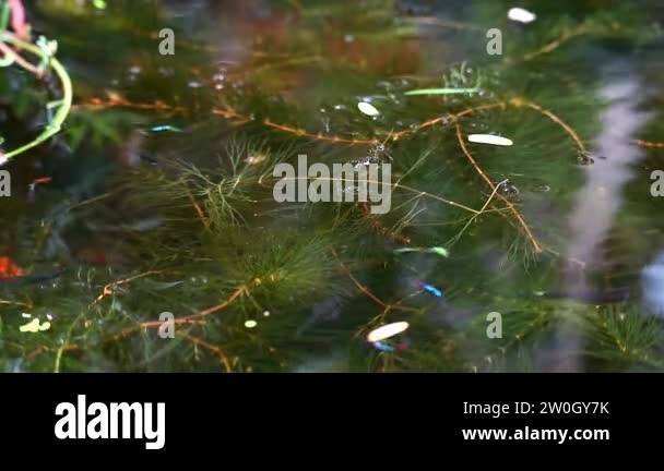 guppies fish swim and find food among soft algae, focus on algae on water Stock Video Footage ...
