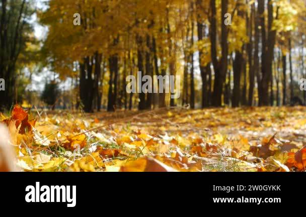 Fallen branch forest park background red maple leaves Stock Videos ...